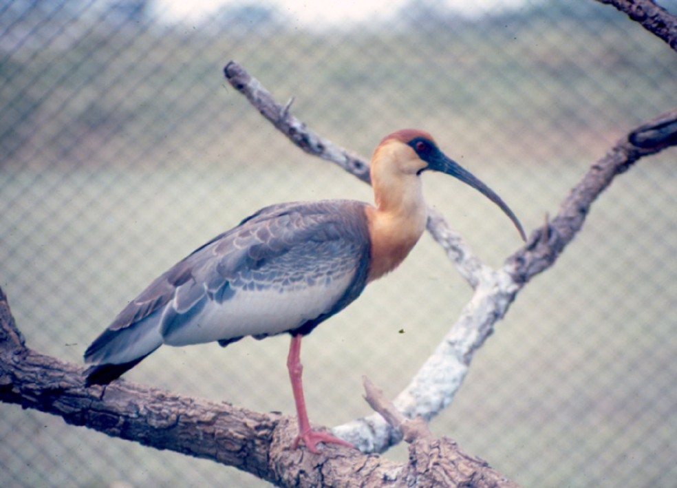 Furnas é multada em R$ 15,4 milhões por problema provocado por ninhos ...