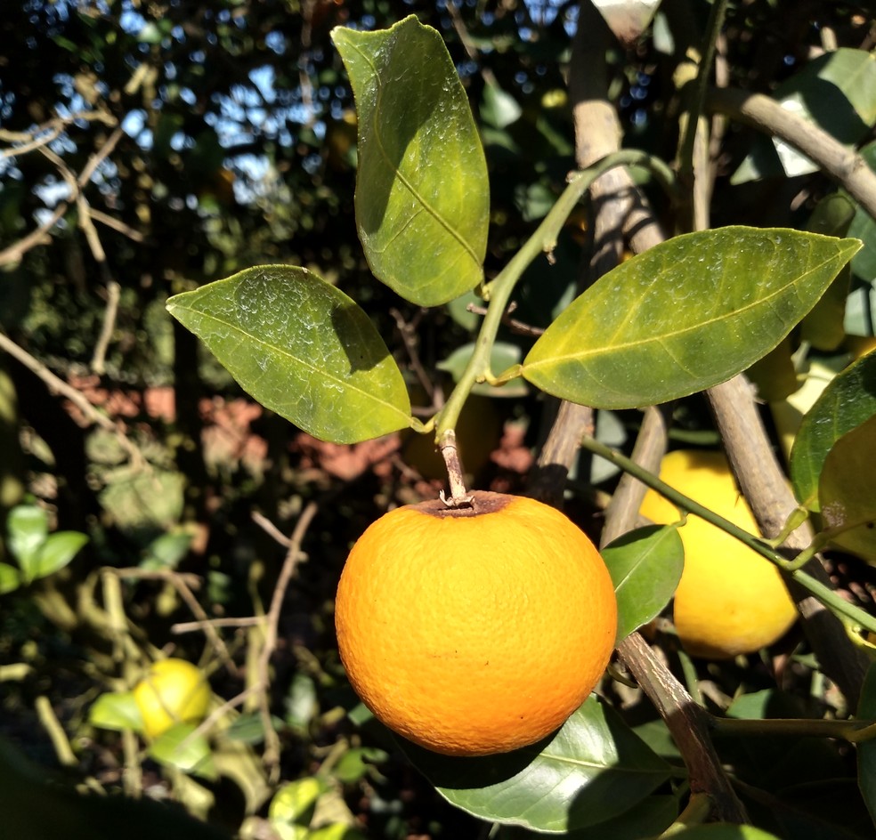 Aumento de 56% em casos de greening no cinturão citrícola preocupa os ...