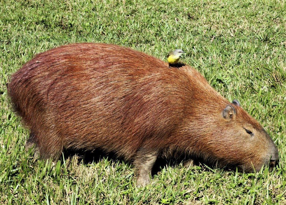Como Curitiba capturou a capivara | Eu & | Valor Econômico