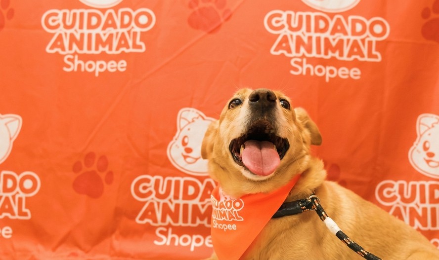 Shopee se une à Ampara Animal pelos cuidados aos animais | Dino | Valor ...