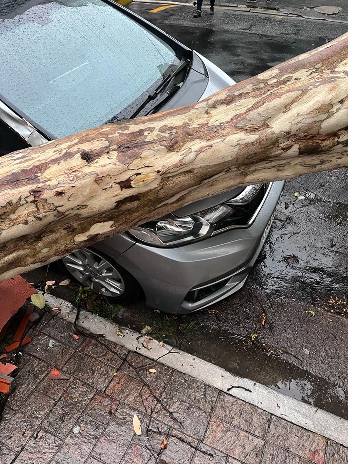 Homem que teve automóvel atingido por árvore em local público será ...