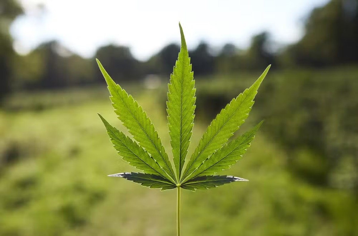GreenCare recebe aval da Anvisa para iniciar pesquisa clínica de ...