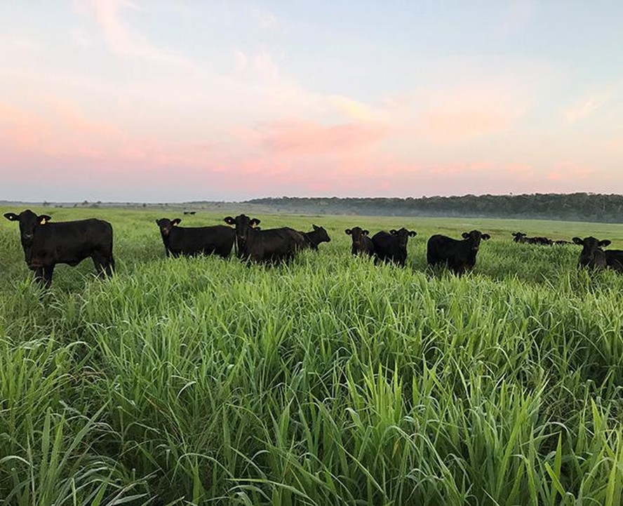 Minerva sobe em ranking de boas práticas na cadeia de produção ...