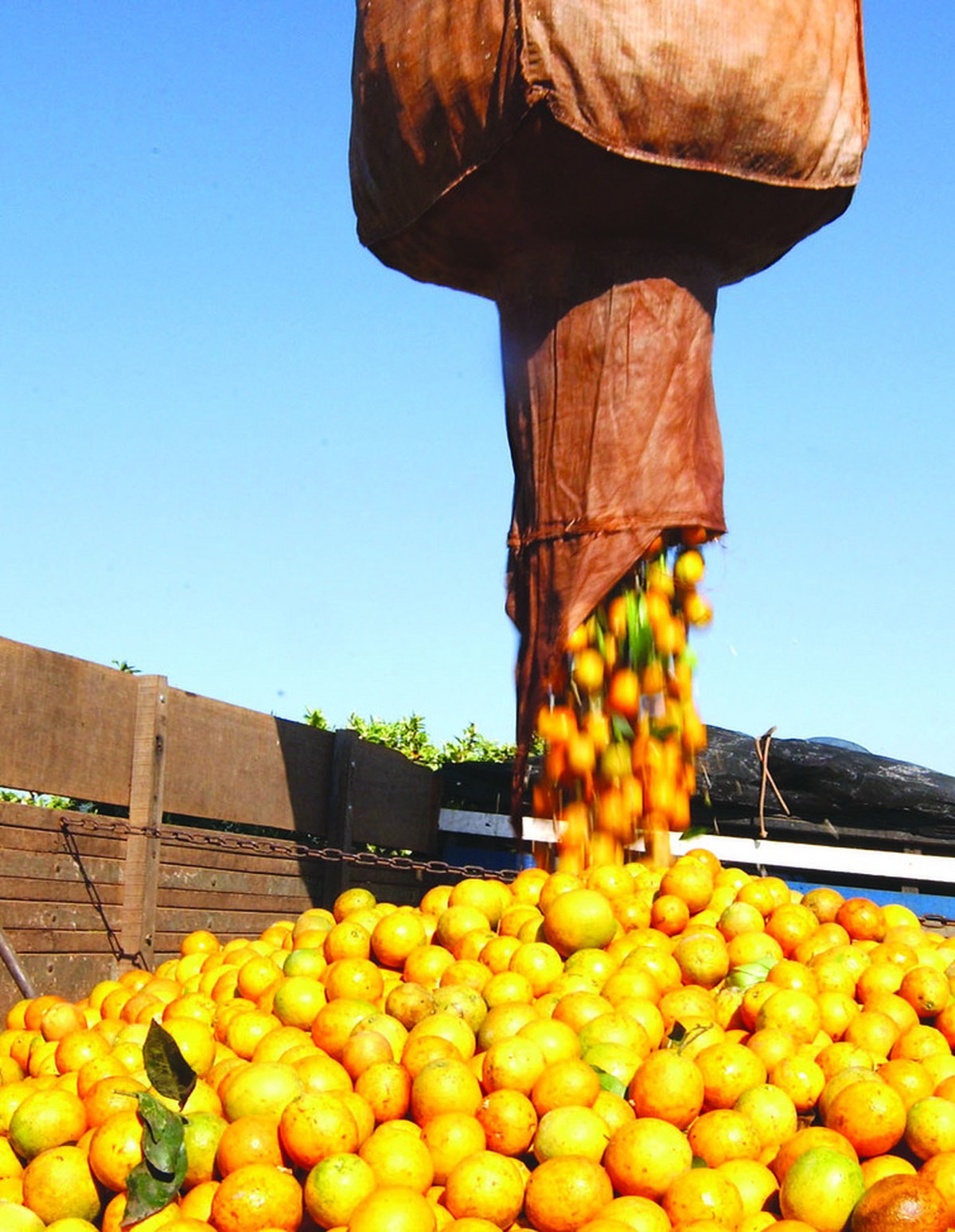 Ao vencedor... as laranjas | Opinião | Valor Econômico