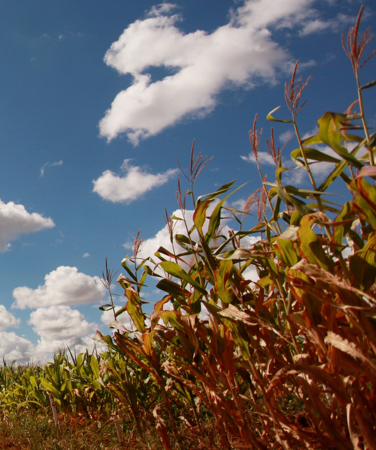 Clima, até agora, beneficia produção de grãos | Agronegócios | Valor ...