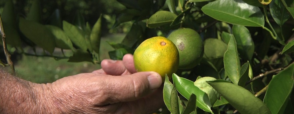 O sumiço das laranjas | Agronegócios | Valor Econômico