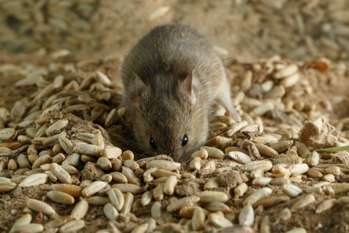 Austrália teme perdas de R$ 4 bi com infestação de ratos no campo ...