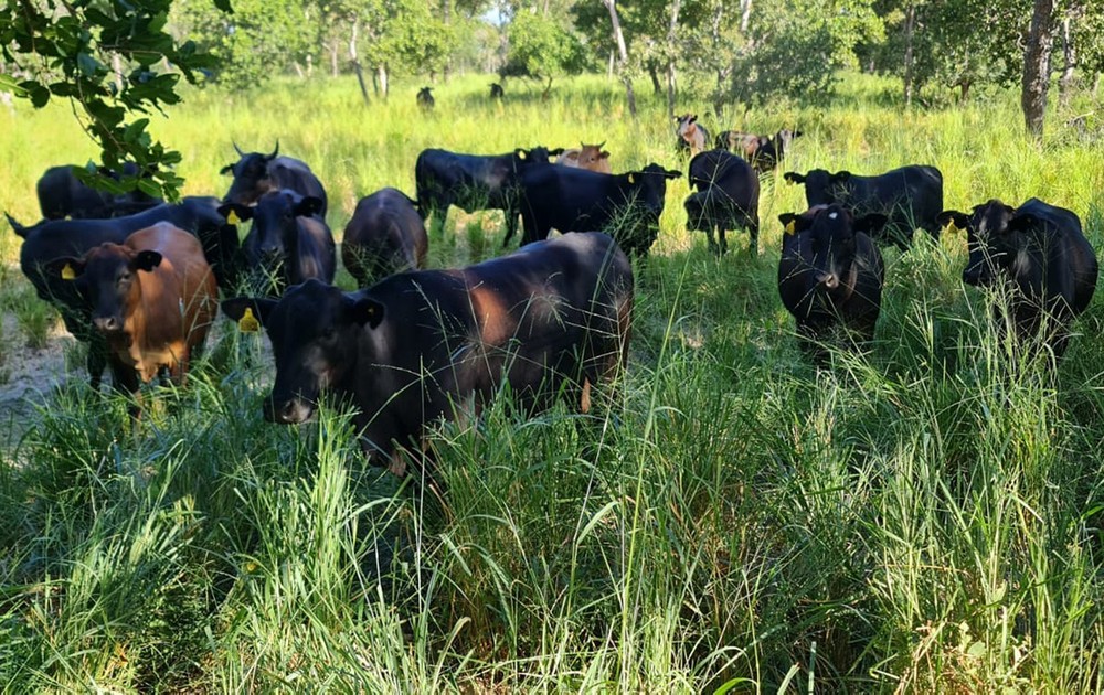 Gado pantaneiro terá indicação geográfica | Agronegócios | Valor Econômico