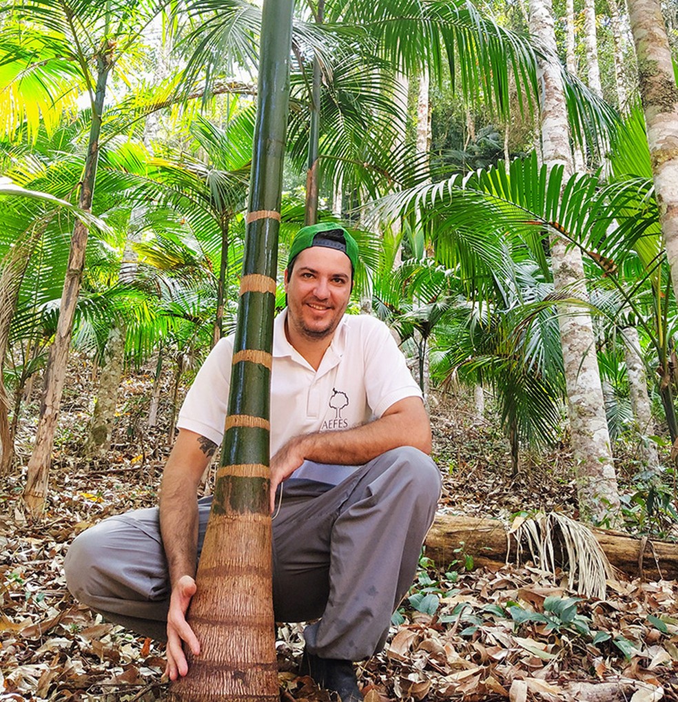 Regra no ES começa a destravar silvicultura | Agronegócios | Valor ...