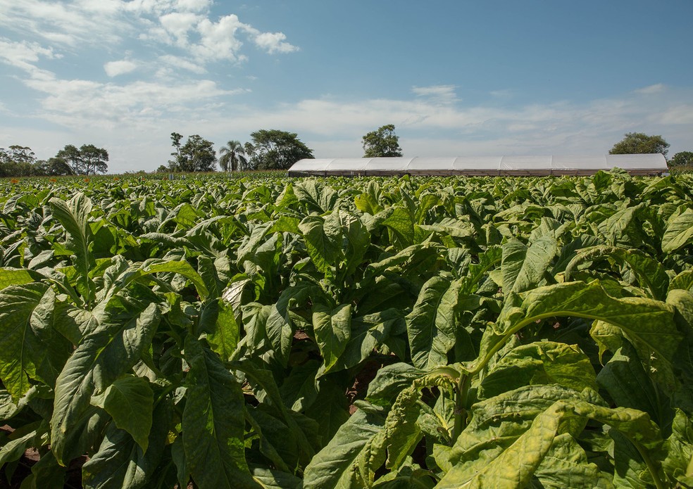 Preço baixo e estiagem desafiam fumicultor | Agronegócios | Valor Econômico