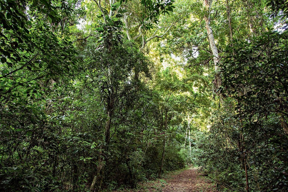 Uma melhora na Mata Atlântica | Revista Sustentabilidade | Valor Econômico