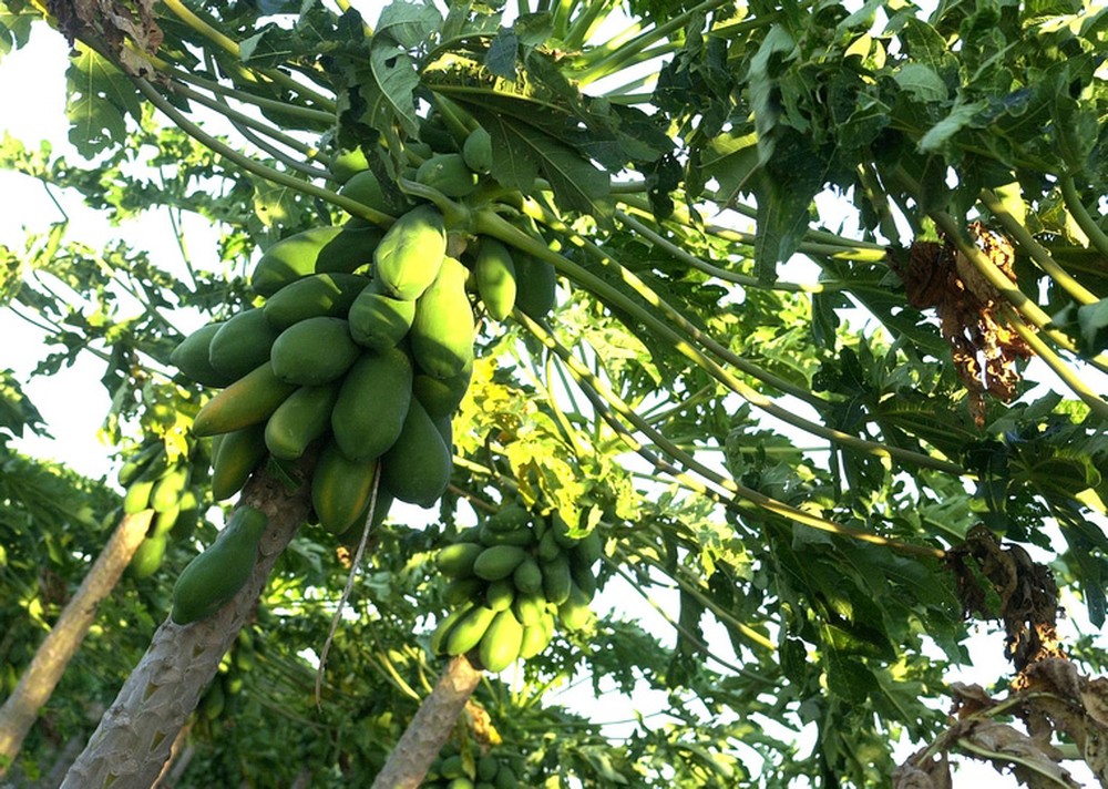 Caiu a fruta | Agronegócios | Valor Econômico