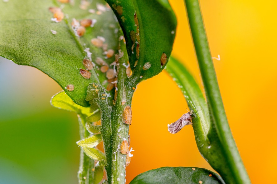 Aumento de 56% em casos de greening no cinturão citrícola preocupa os ...