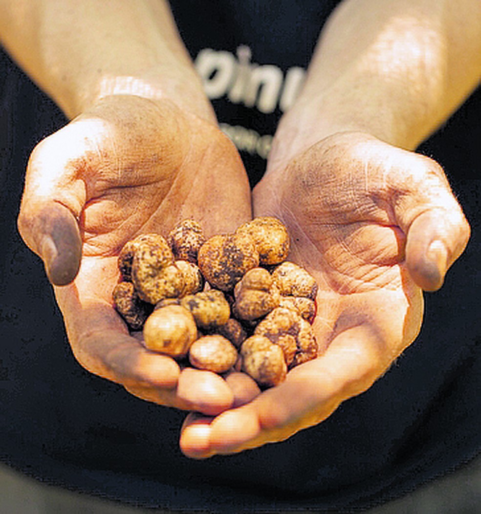 Brasil inicia cultivo de trufas, iguarias raras e preciosas ...
