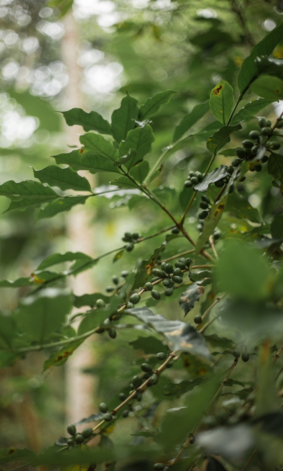 Nordeste caminha para se tornar uma das principais rotas de cafés ...