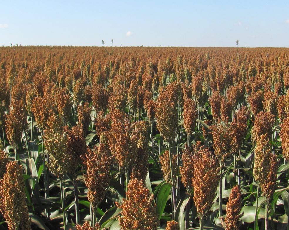 Sorgo volta a perder 'status', mas ganha apoio da Embrapa ...