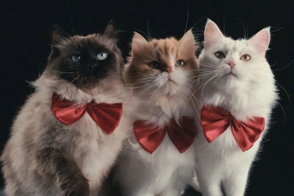 Netflix revela segredos dos felinos para gateiros e gateiras | Eu ...