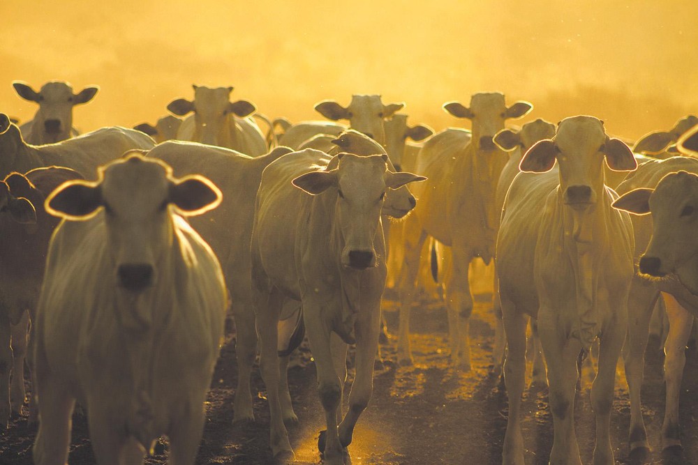 Monitoramento de gado apresenta falhas | Revista Sustentabilidade ...