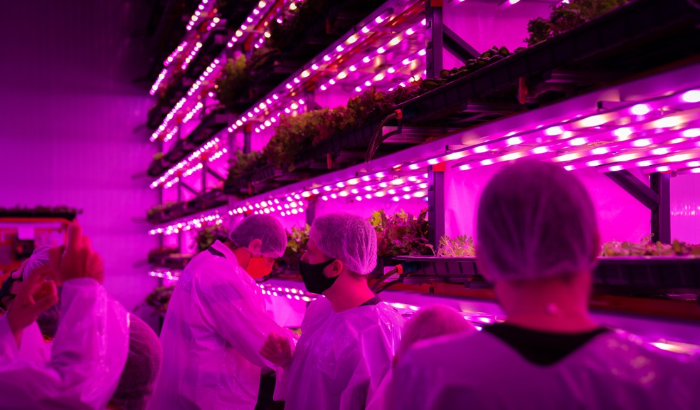 PIPELINE: A fazenda rosa cresceu: Pink Farms atrai a SLC | Agronegócios ...