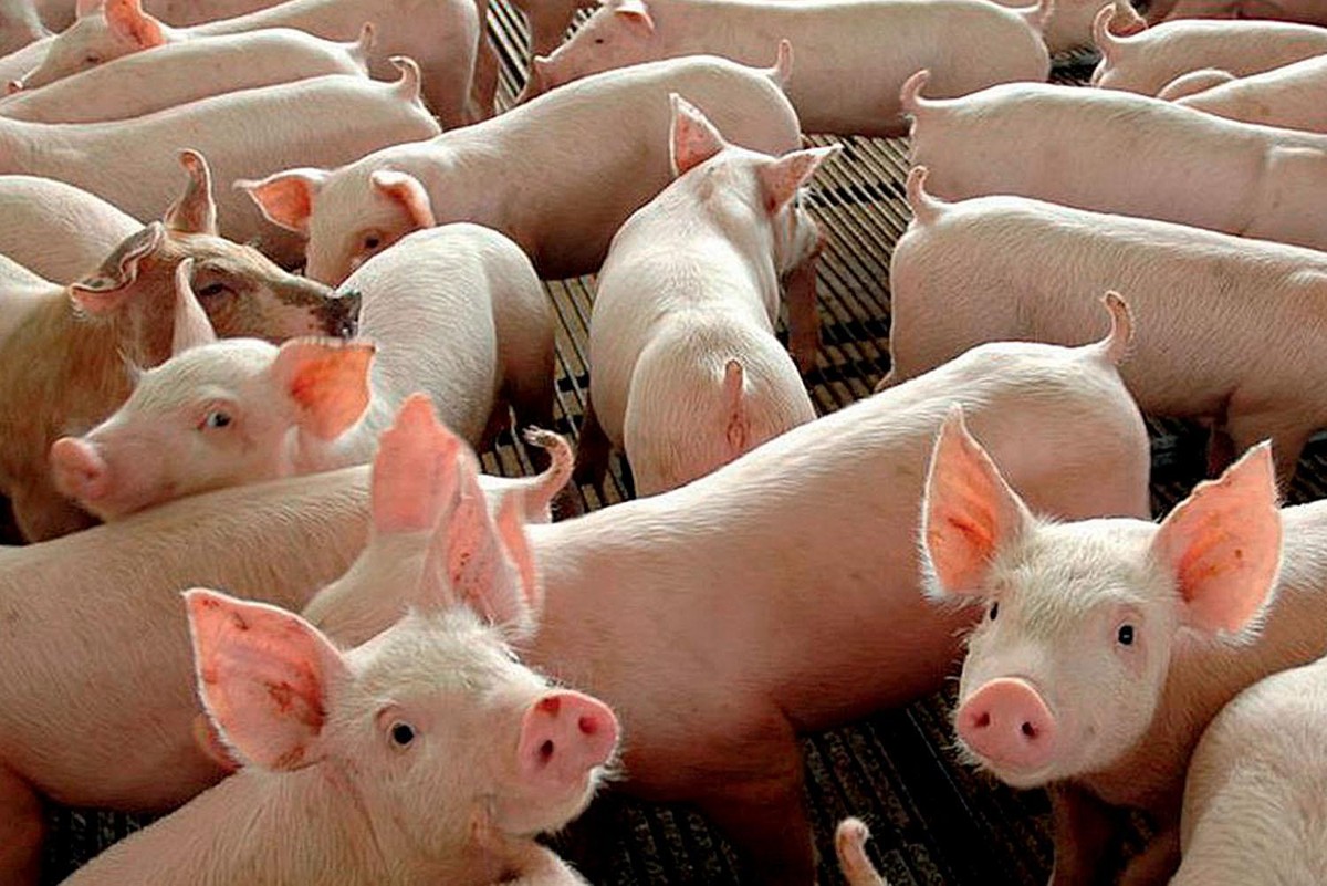 Carne suína: embarques a todo vapor | Revista Agronegócio | Valor Econômico