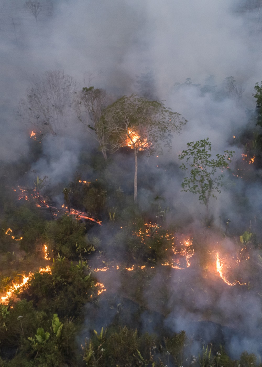 Entenda por que a floresta amazônica pode rumar para o colapso até 2050 ...