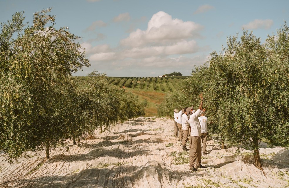 Azeite brasileiro ganha destaque internacional e conquista mercado | Eu ...