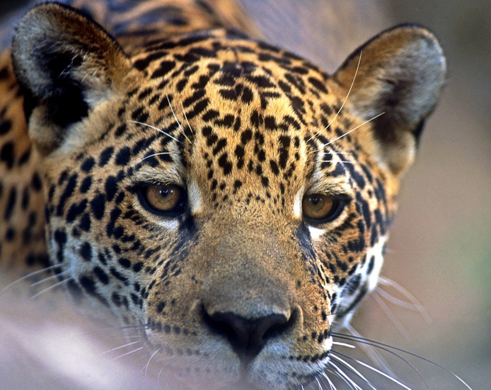 Turismo e sustentabilidade se unem na hora da onça beber água | Eu ...