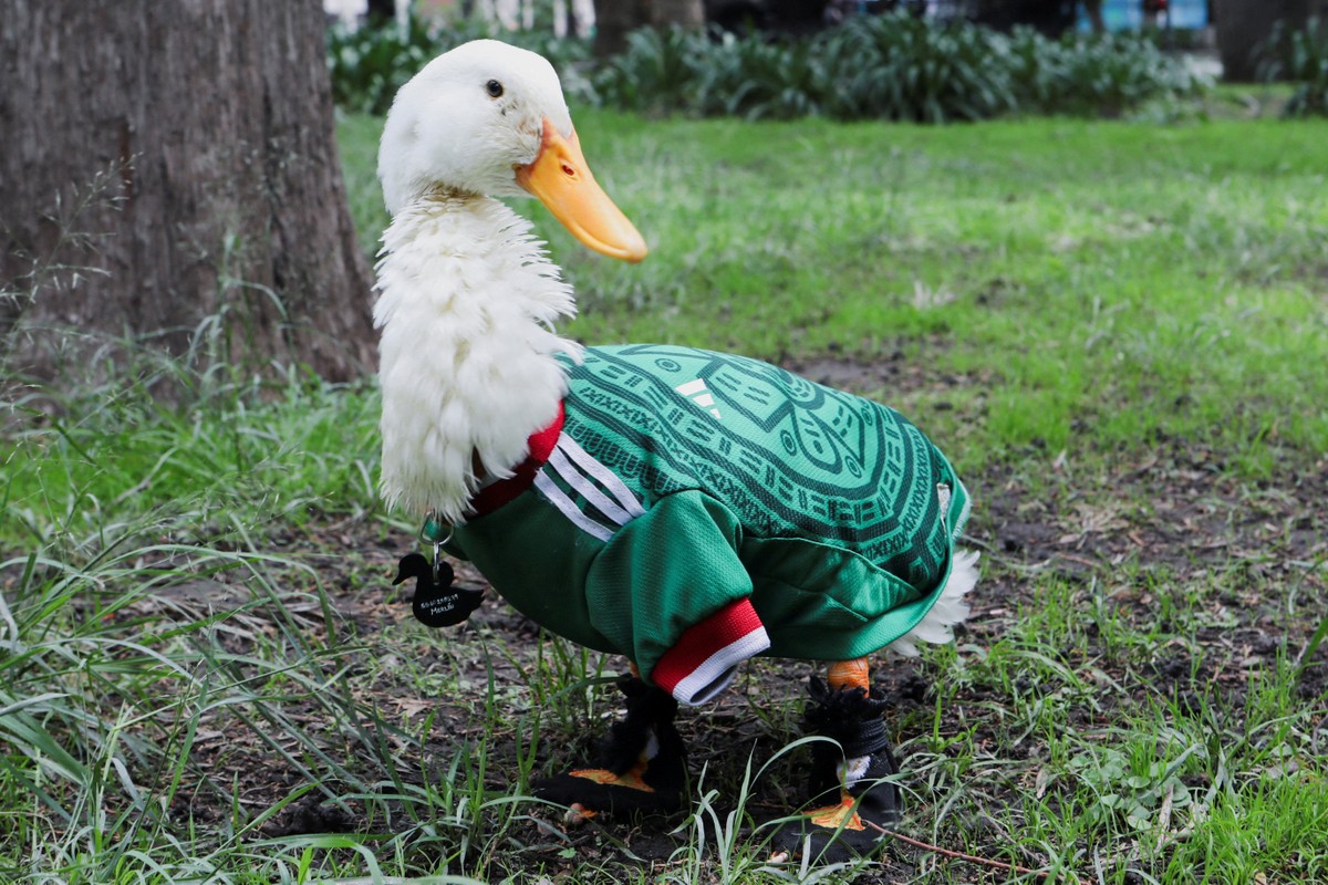 Pato que virou símbolo da Copa no México encontra presidente Sheinbaum ...