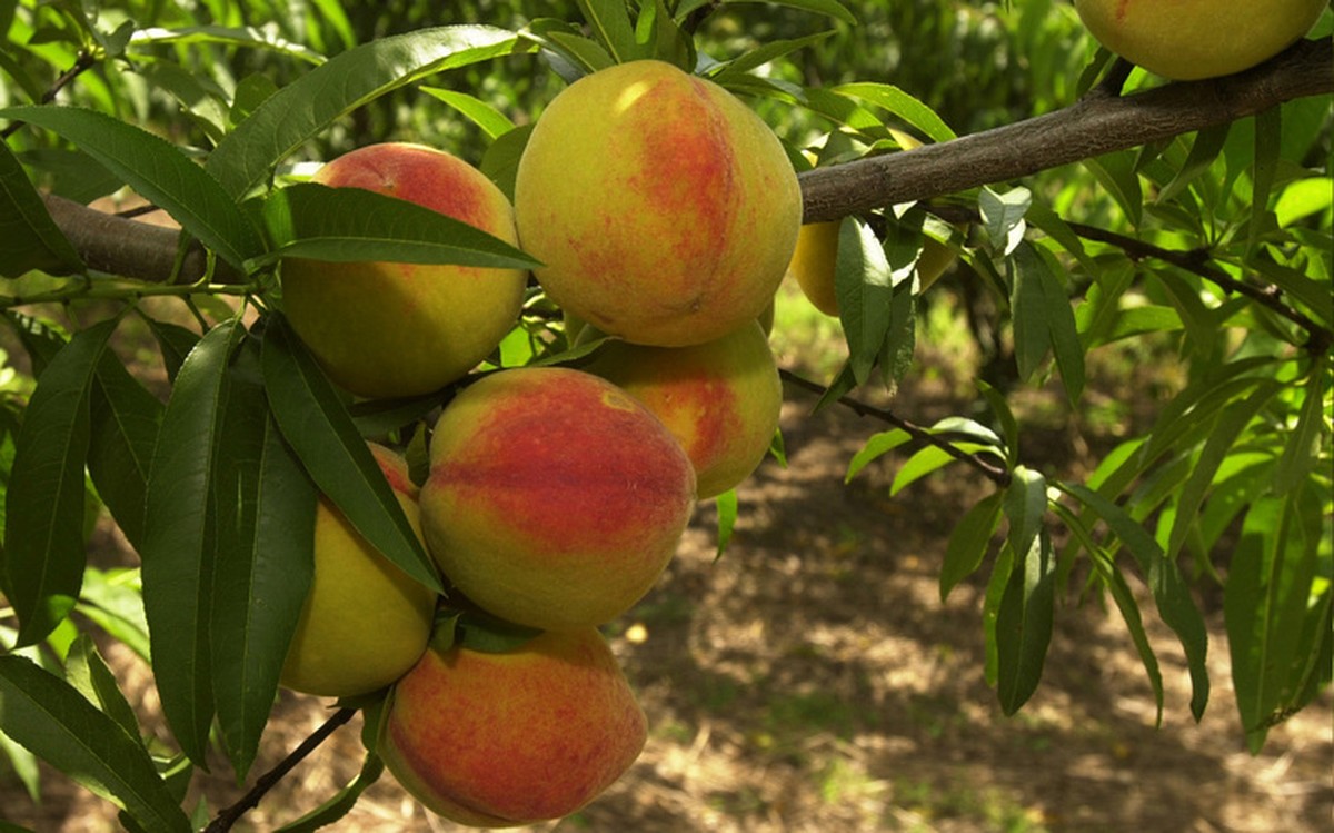 Pêssego importado ganha espaço em suco e compota | Agronegócios | Valor ...