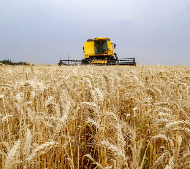 Guerra afeta margens de moinhos de trigo no país | Agronegócios | Valor ...