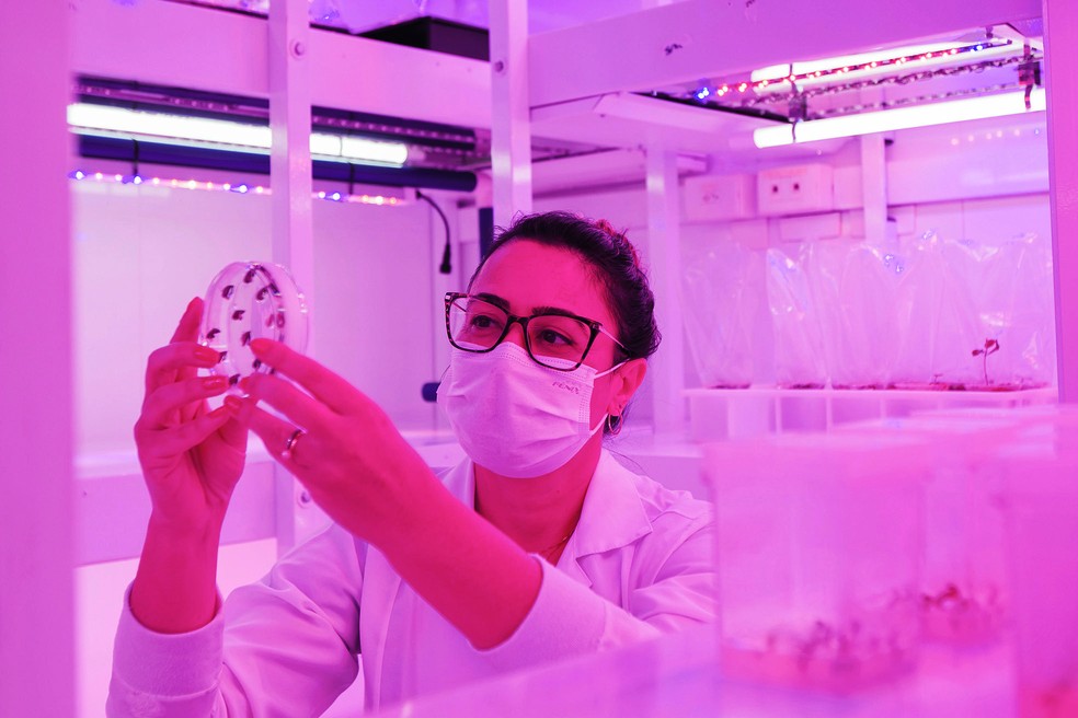 Valor 1000: GDM Seeds cria genética de ponta no campo | Empresas ...