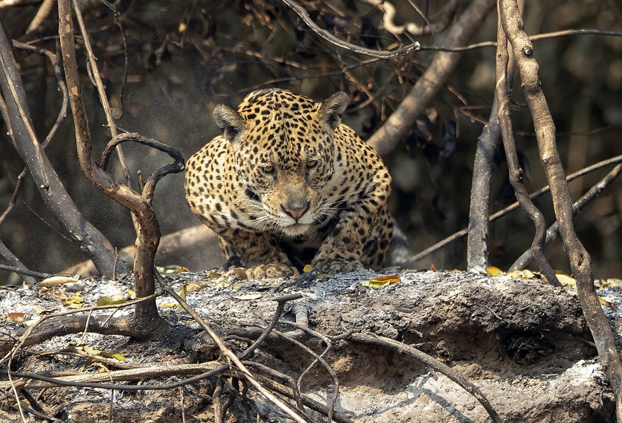 Pantanal Tem Mês De Setembro Com Mais Focos De Queimadas Na História