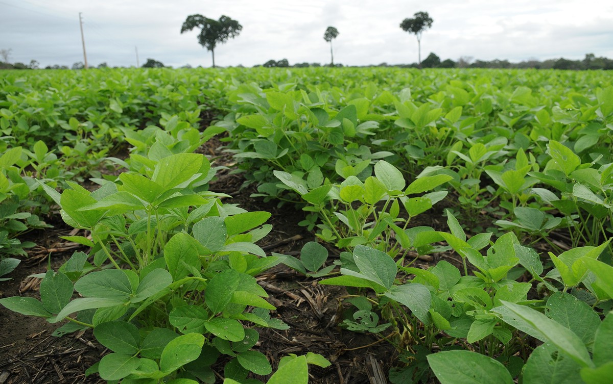 Syngenta será distribuidora exclusiva de soluções biológicas da ...